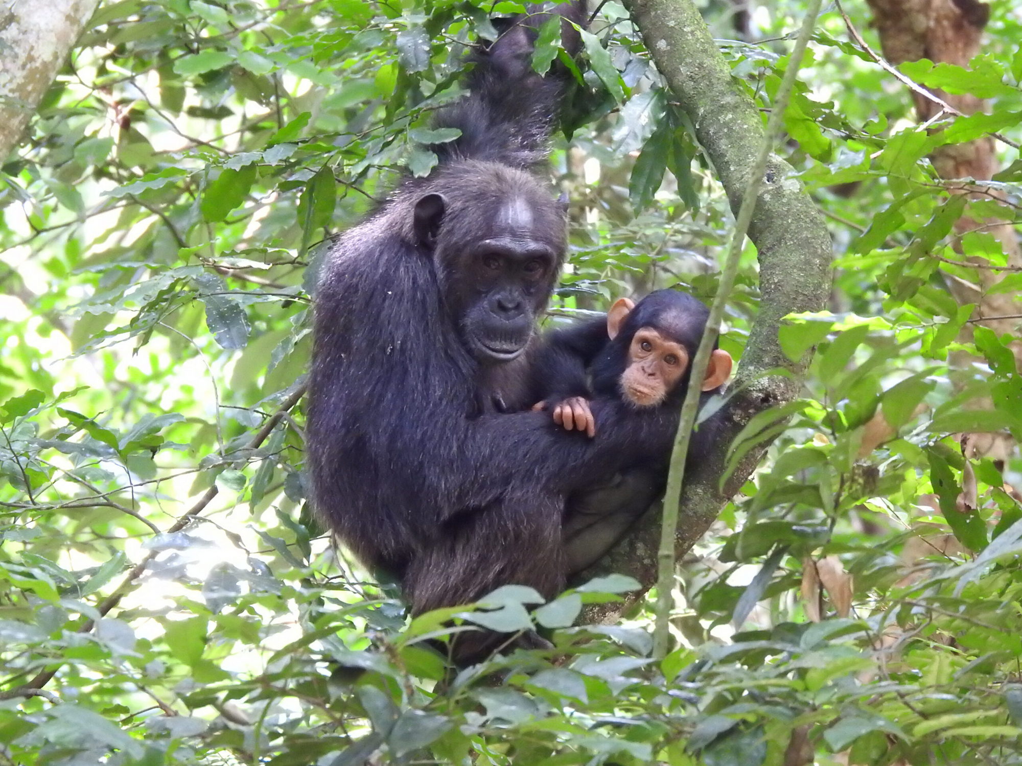 Kibale Forest | chimpansee trekking & habituatie | Safari Atelier